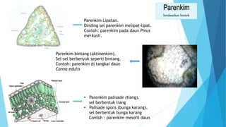 BIOLOGI M2KB2 | PPT