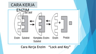 BIOLOGI PPT M2KB4 | PPTX