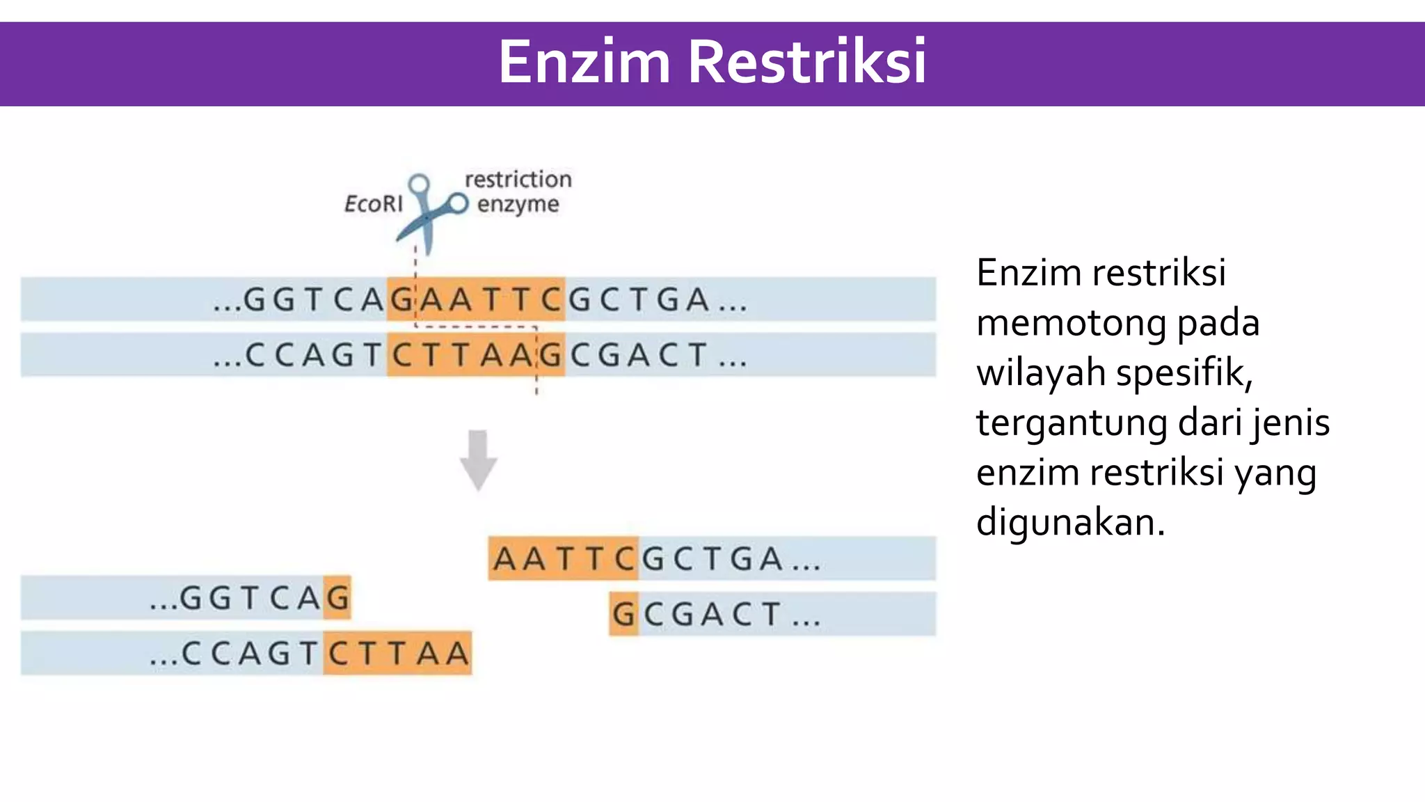 BIOLOGI_M6KB2 PPT | PPTX
