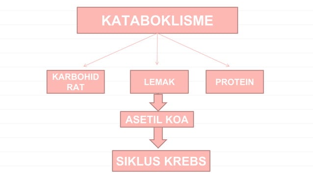 ppt biologi katabolisme lemak dan protein pptx | PPTX