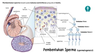 PPT Biologi Kelas 11 SISTEM REPRODUKSI PRIA DAN WANITA | PDF