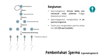 PPT Biologi Kelas 11 SISTEM REPRODUKSI PRIA DAN WANITA | PDF