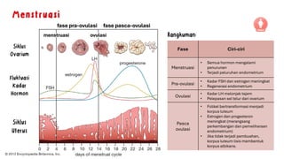 PPT Biologi Kelas 11 SISTEM REPRODUKSI PRIA DAN WANITA | PDF