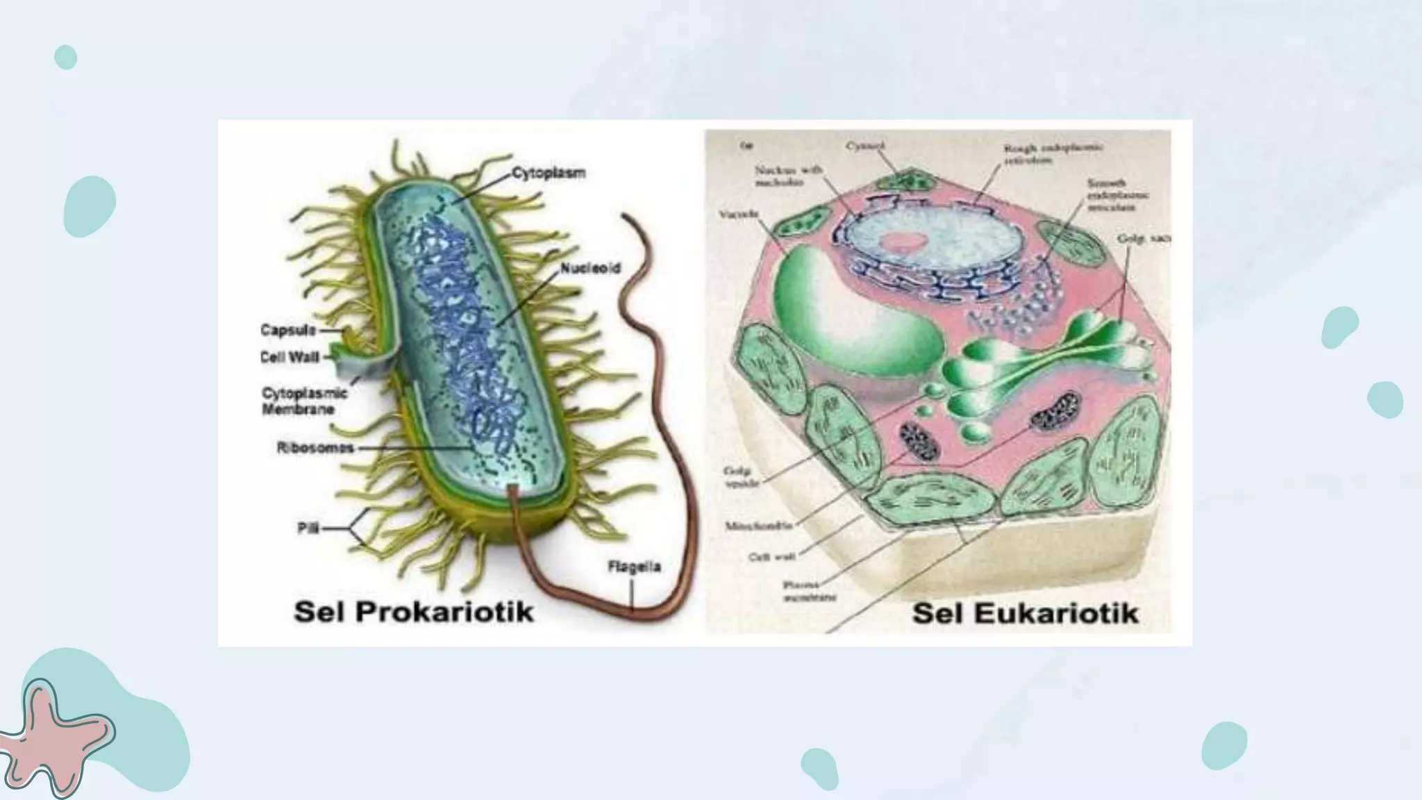 PPT Biologi Sel 1. Sel Prokariot dan Eukariot Kelas 1K Dosen Yayuk ...