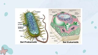 PPT Biologi Sel 1. Sel Prokariot dan Eukariot Kelas 1K Dosen Yayuk ...