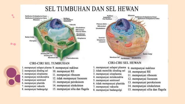 Biologi sel : 2. Sel Hewan dan Sel Tumbuhan l Kelas : 1I lDosen: Yayuk ...