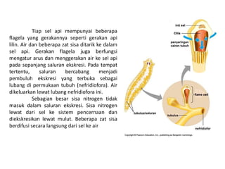 Ppt biologi sistem ekskresi baru | PPTX
