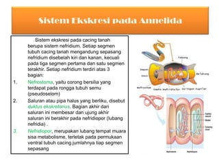 Ppt biologi sistem ekskresi baru | PPTX