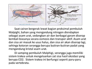 Ppt biologi sistem ekskresi baru | PPTX