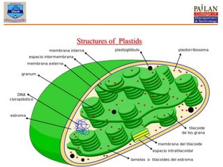 PPT ABOUT PLASTIDS | PPTX