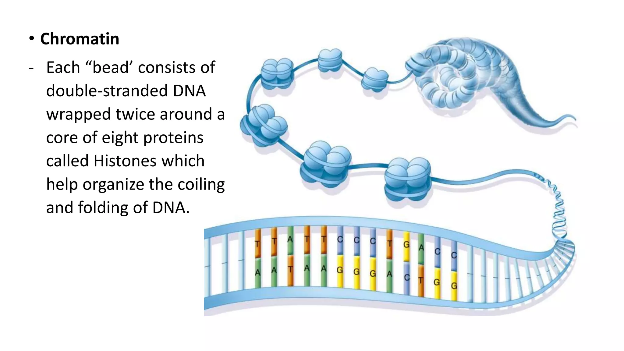 PPT Biology G9 quarter1 lesson1 DNA in a Chromosome.pptx