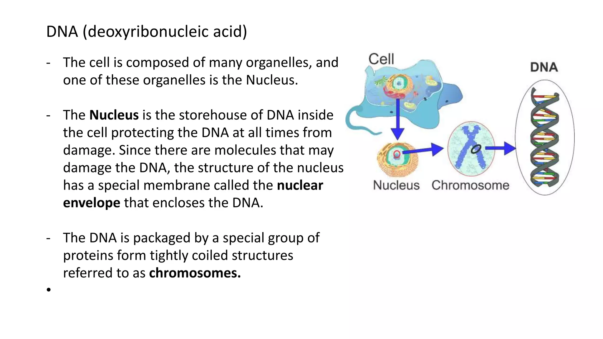 PPT Biology G9 quarter1 lesson1 DNA in a Chromosome.pptx