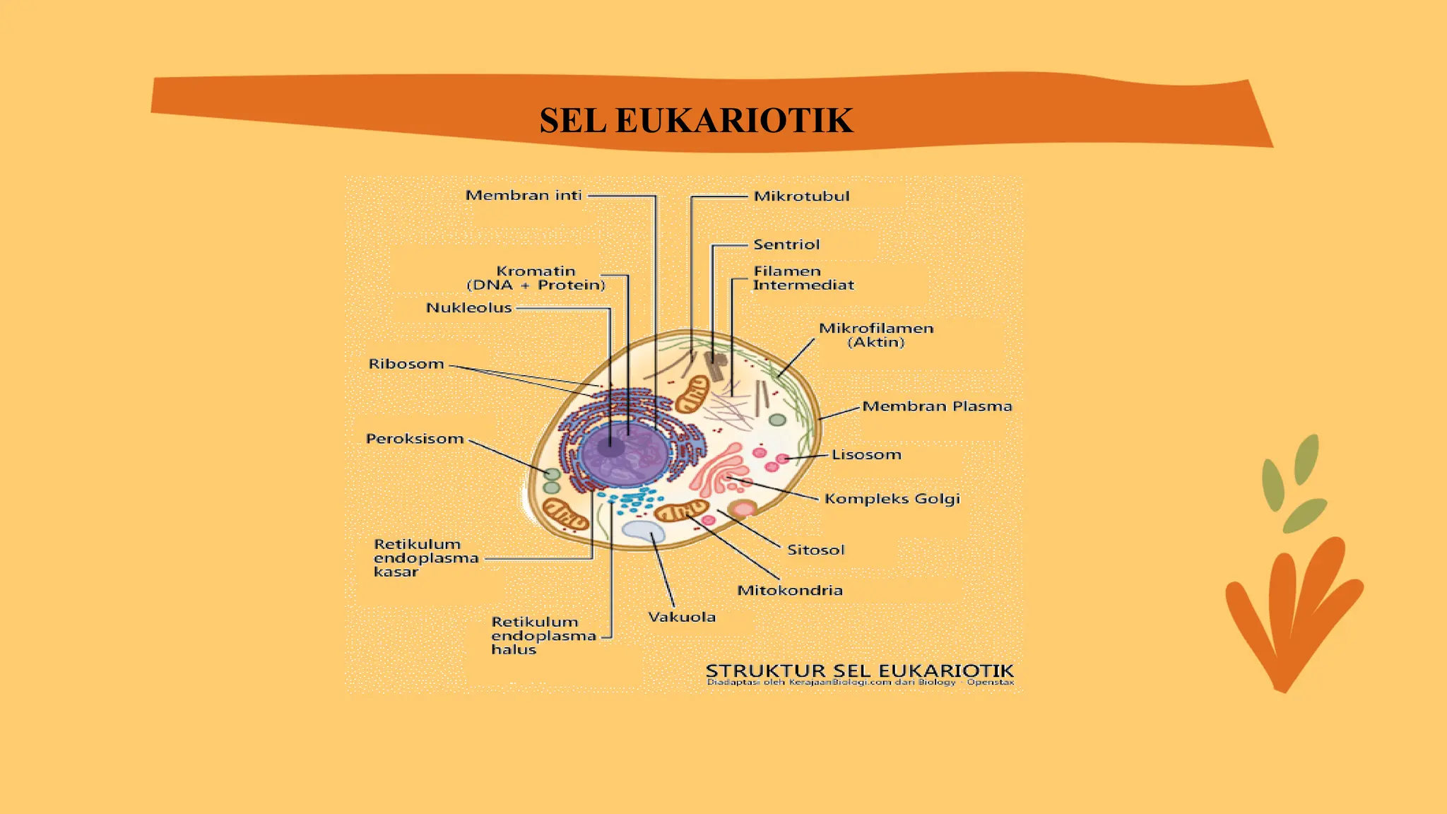 Biologi sel : 1. sel prokariot dan eukariot l Kelas : 1I lDosen: Yayuk ...
