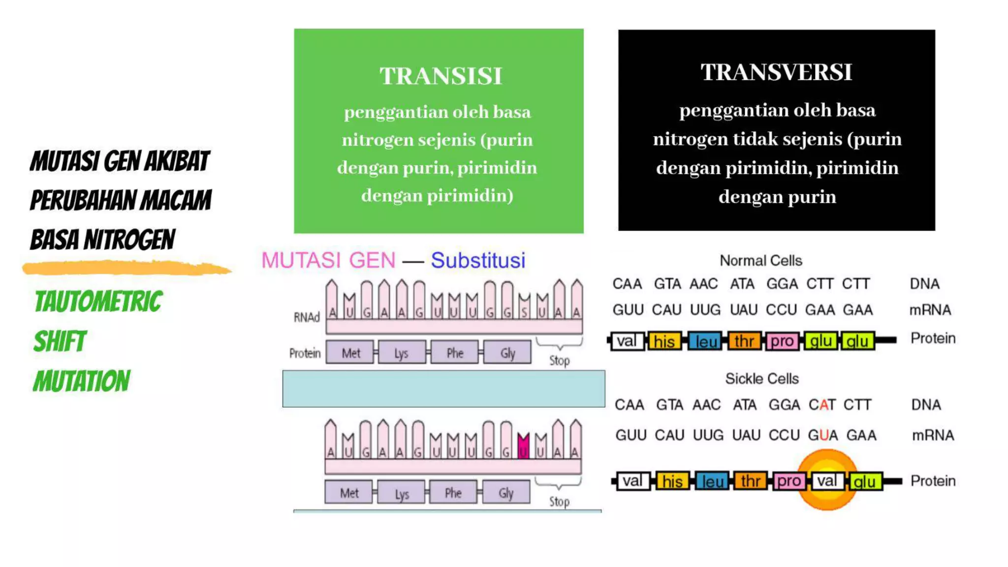 MUTASI GEN BIOLOGI KELAS 12 | PPTX