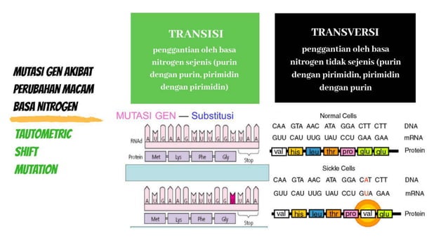 MUTASI GEN BIOLOGI KELAS 12 | PPTX