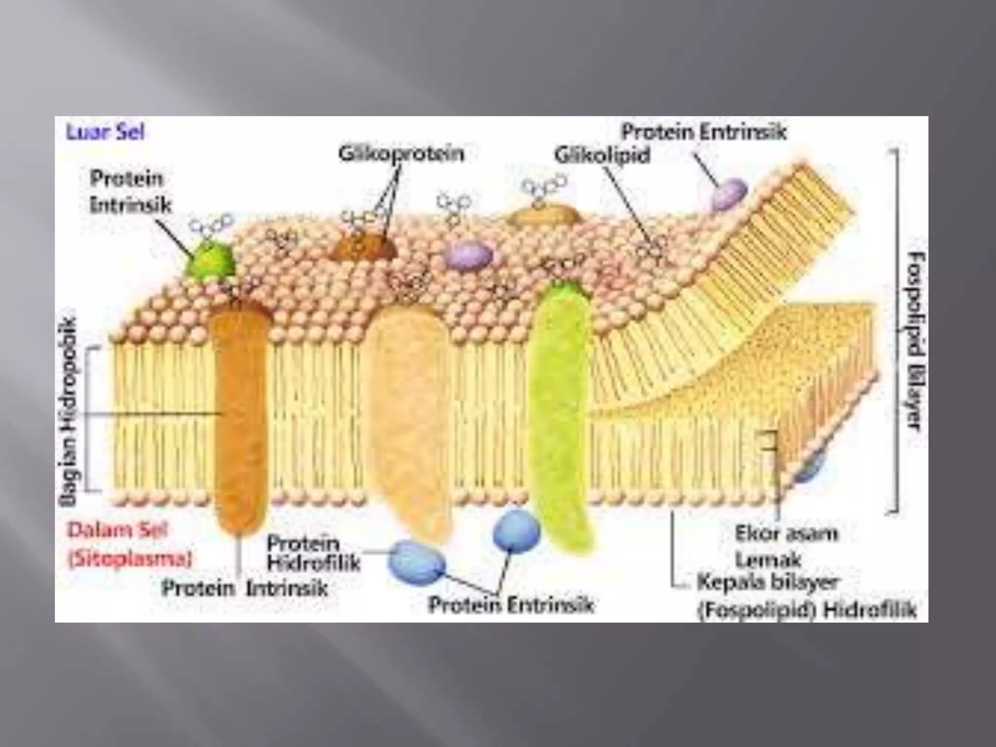 Komponen Penyusun Sel [Biologi] | PPTX