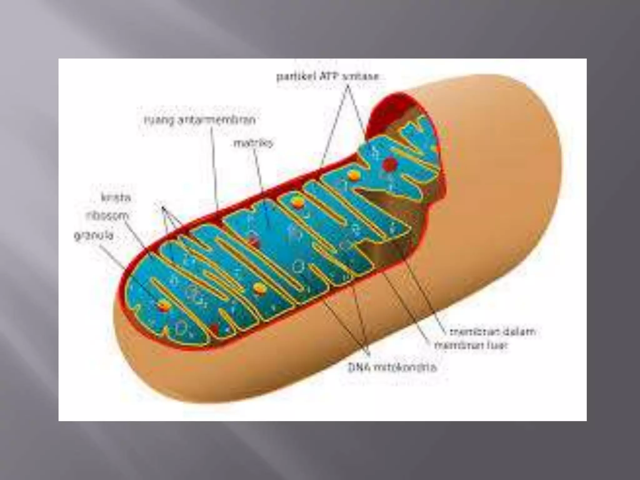 Komponen Penyusun Sel [Biologi] | PPTX