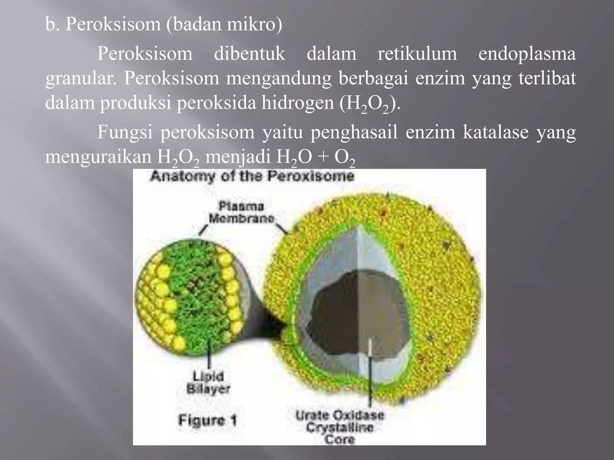 Komponen Penyusun Sel [Biologi] | PPTX