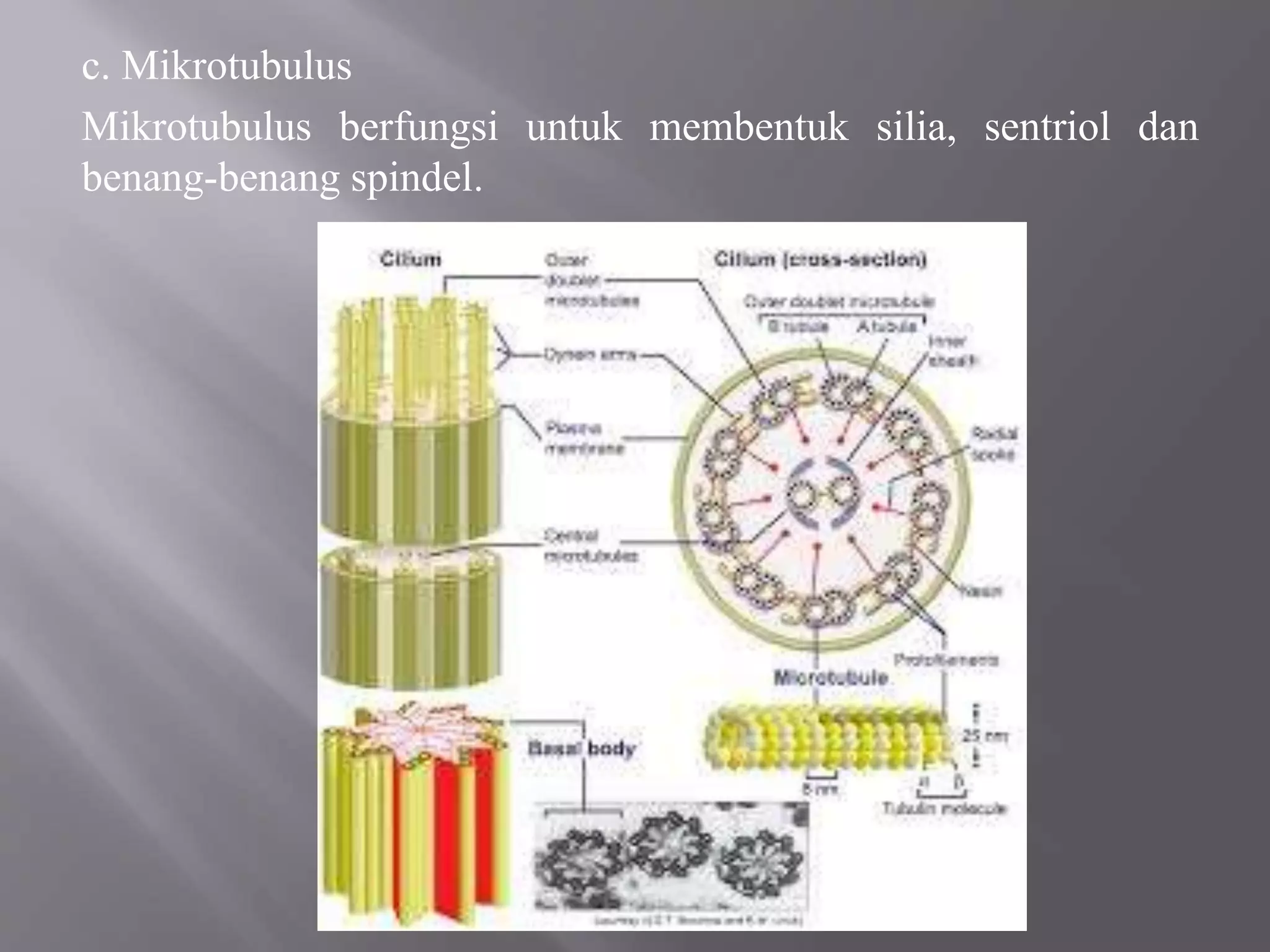 Komponen Penyusun Sel [Biologi] | PPTX