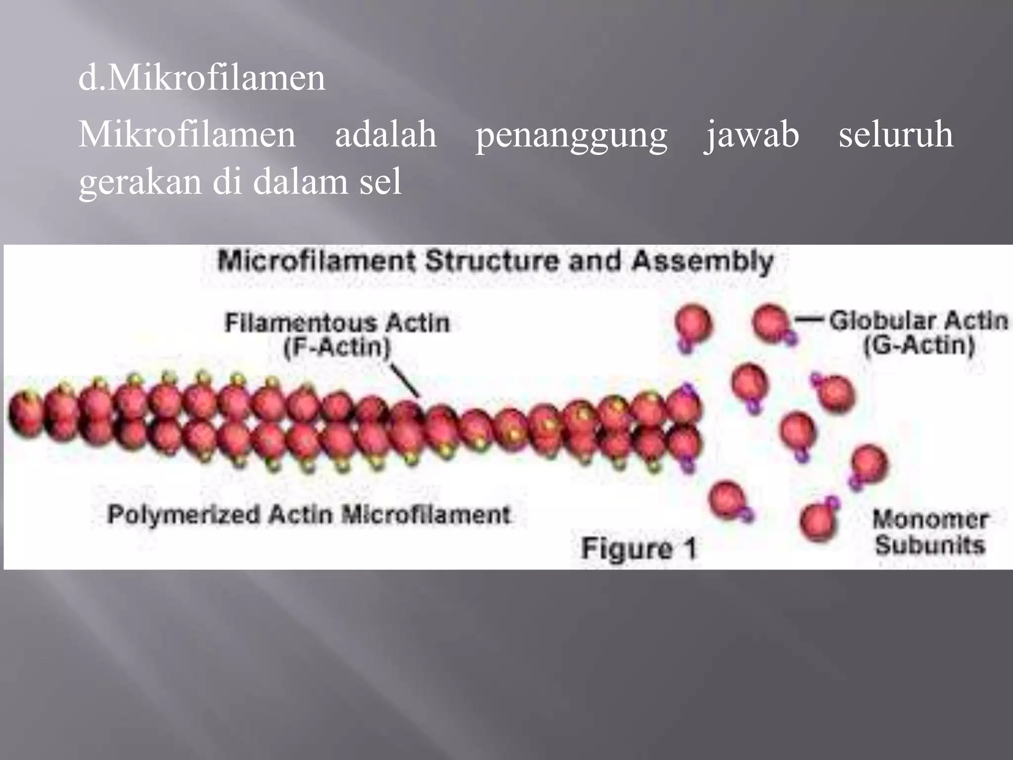 Komponen Penyusun Sel [Biologi] | PPTX