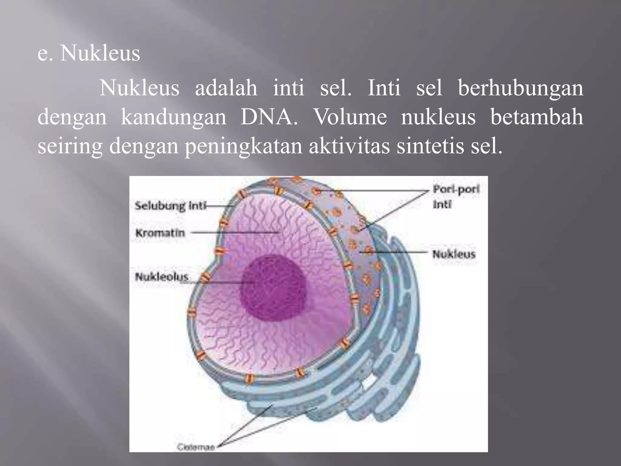 Komponen Penyusun Sel [Biologi] | PPTX
