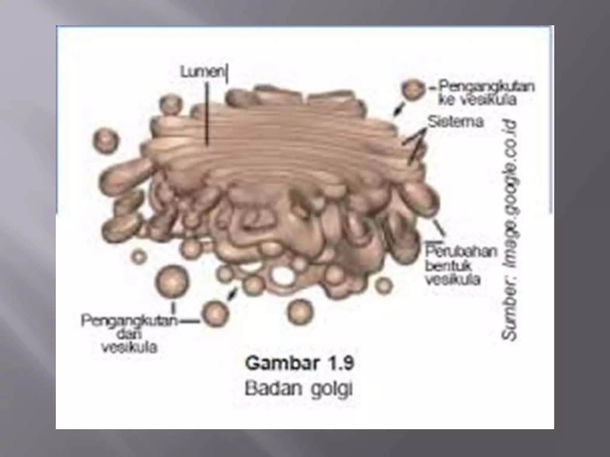 Komponen Penyusun Sel [Biologi] | PPTX