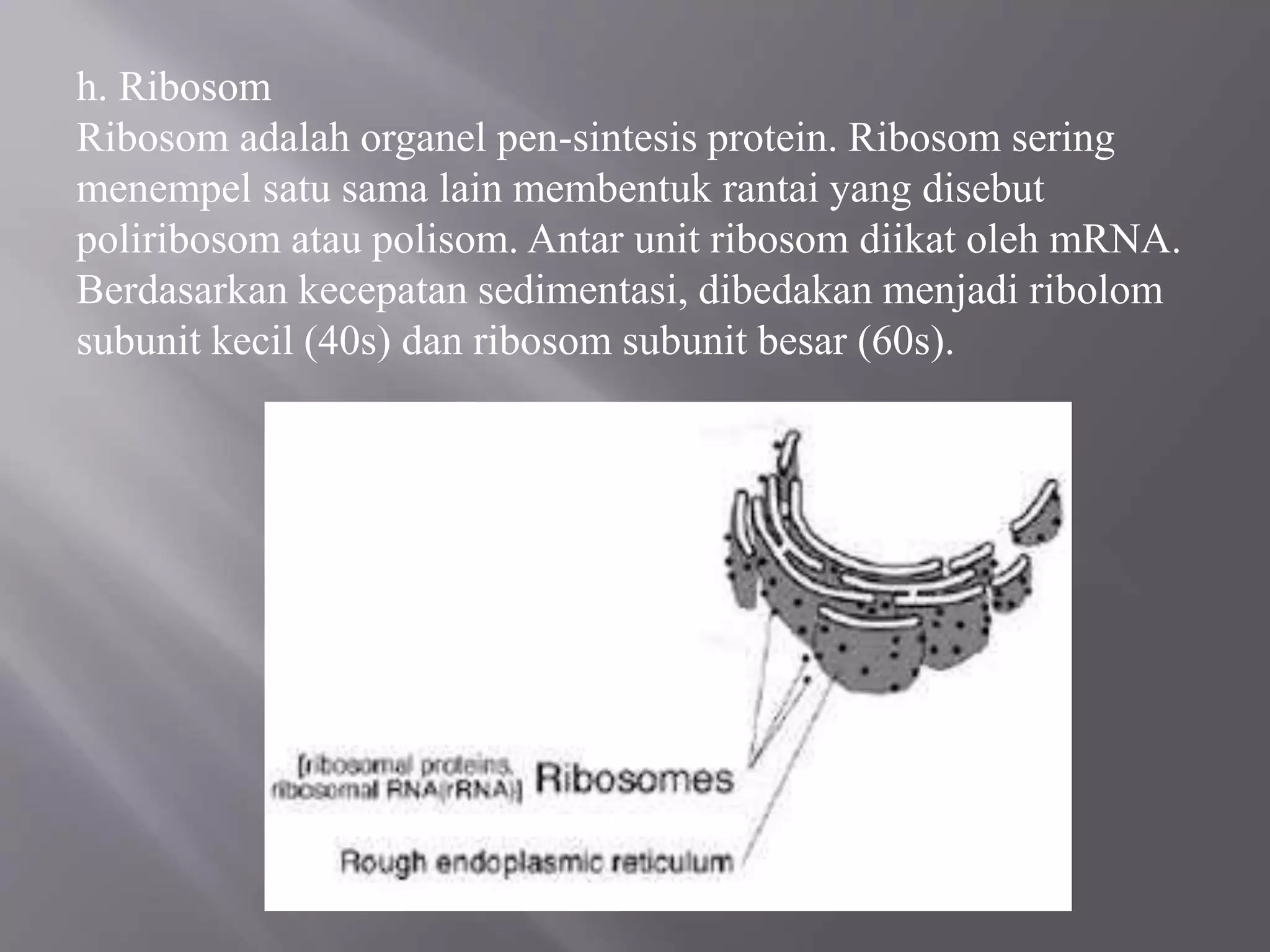Komponen Penyusun Sel [Biologi] | PPTX