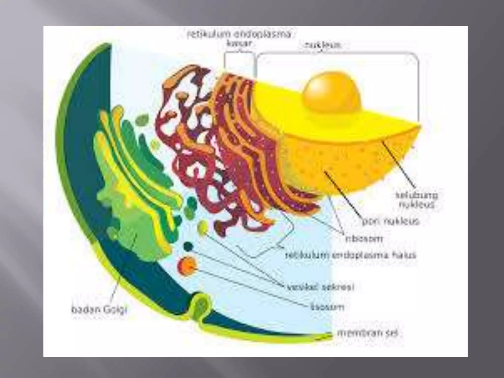 Komponen Penyusun Sel [Biologi] | PPTX