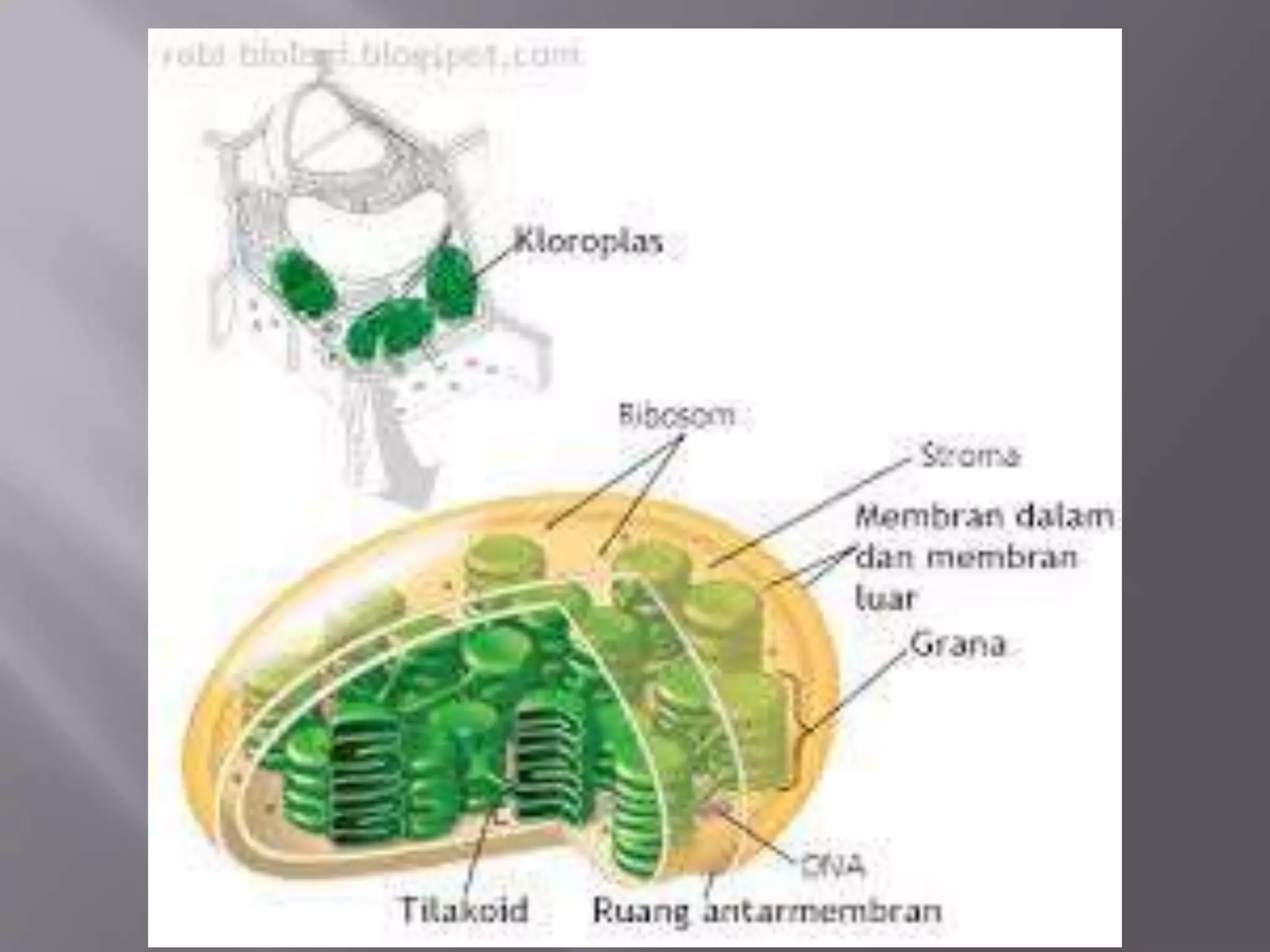 Komponen Penyusun Sel [Biologi] | PPTX