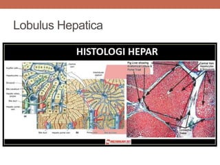 Biologi - Sekresi | PPTX