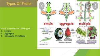 PPT BIO TECHNOLOGY | PDF | Gardening | Home & Garden
