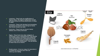 PPT BIO TECHNOLOGY | PDF | Gardening | Home & Garden