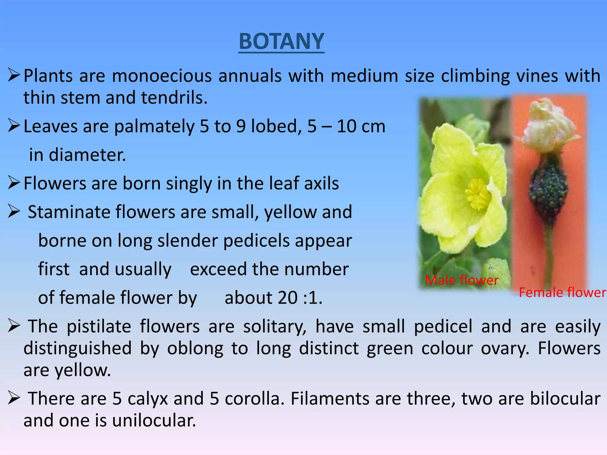 Breeding of Bottlegourd & Bittergourd | PPTX