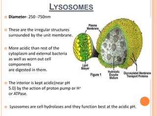 Cell the functional and structural unit of life | PDF