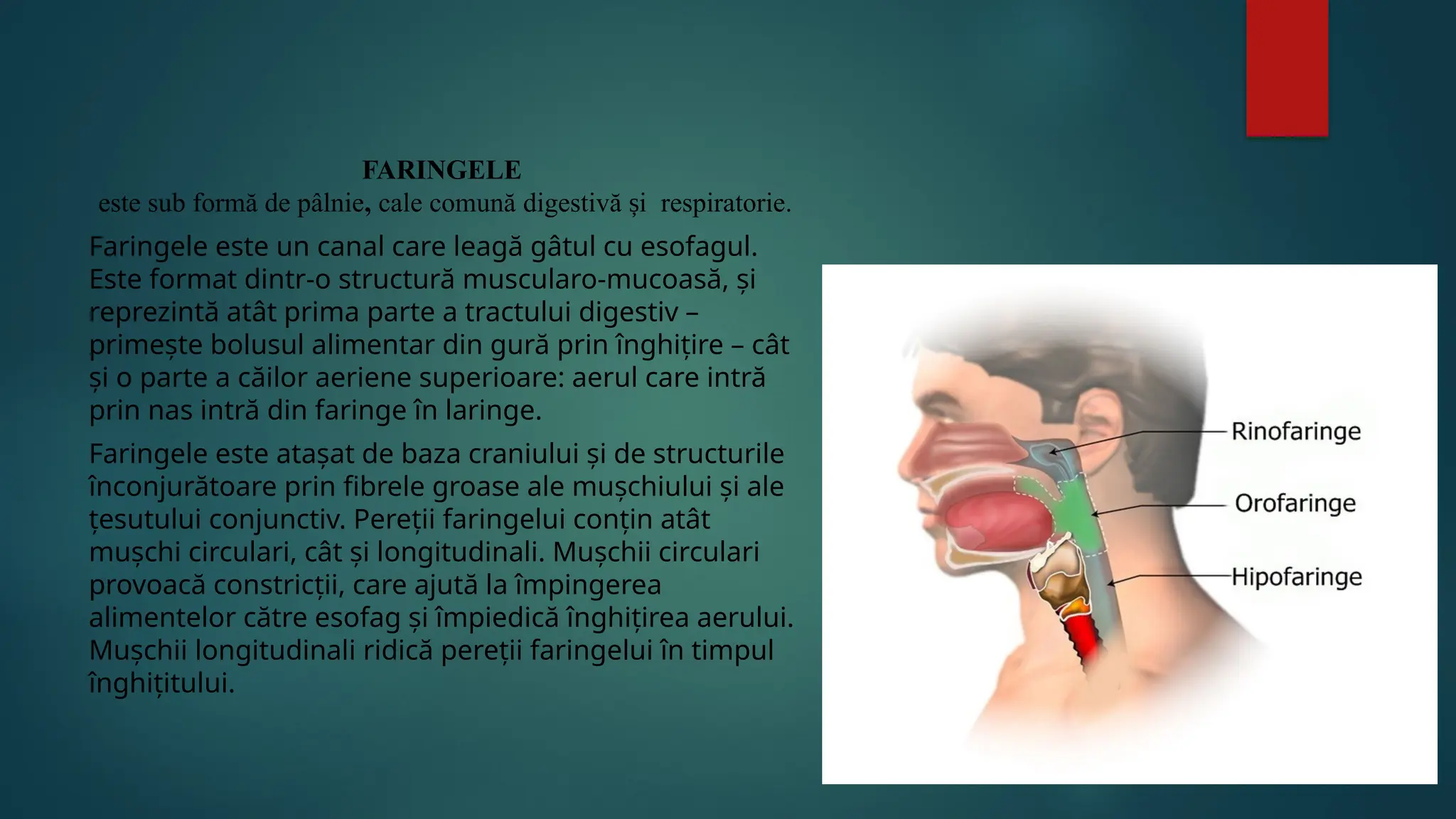 powerpoin boli ale sistemului respirator | PPTX