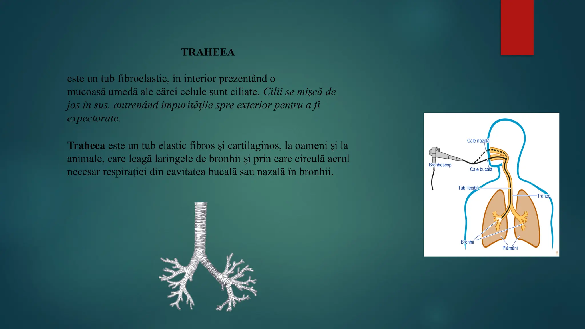 powerpoin boli ale sistemului respirator | PPTX