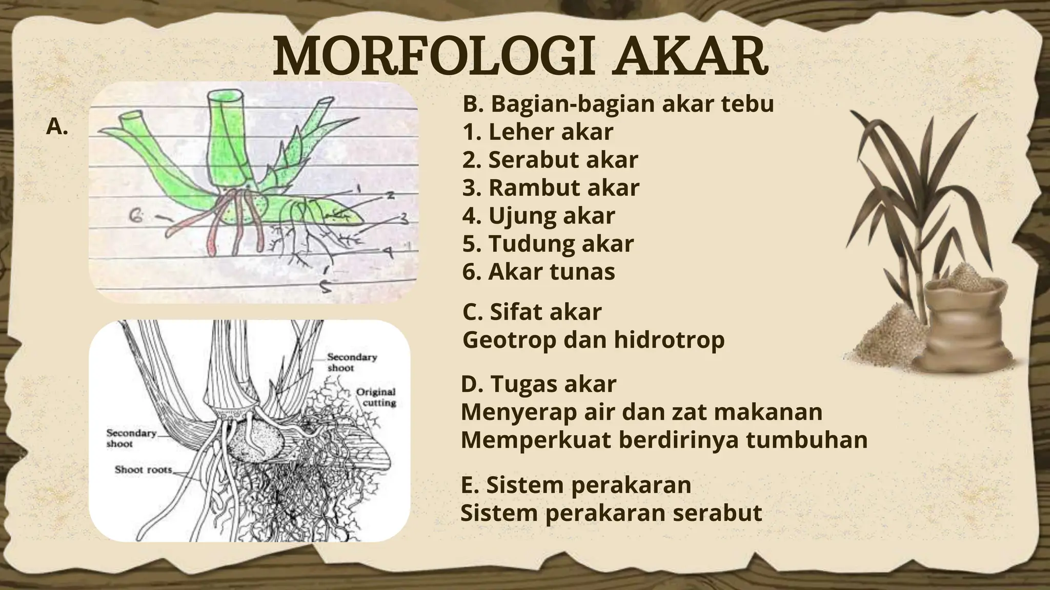 Botani tanaman Saccharum officinarum (tebu), morfologi lengkap tanaman ...