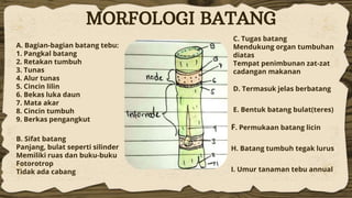 Botani tanaman Saccharum officinarum (tebu), morfologi lengkap tanaman ...