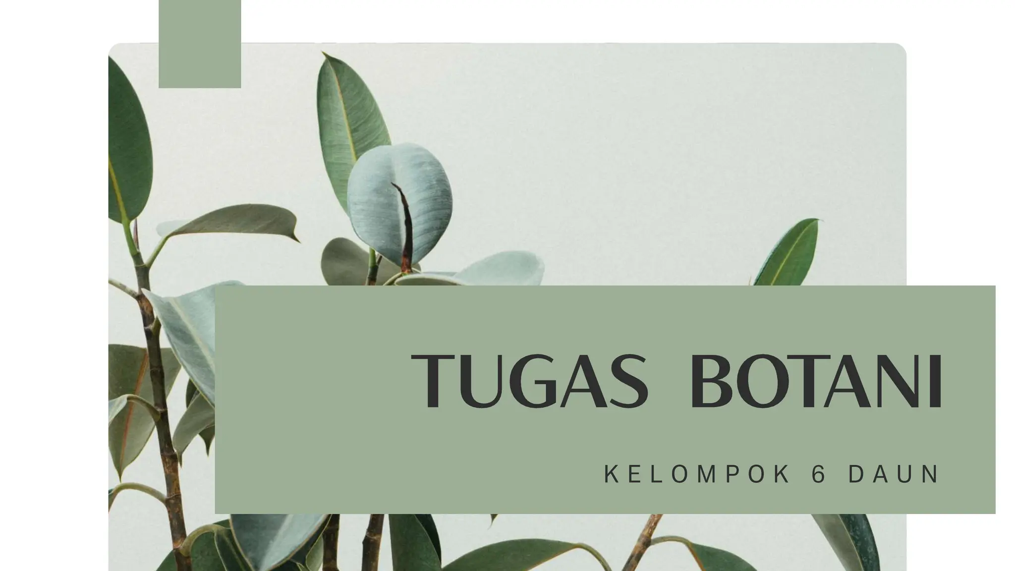 PPT Botani Tentang Daun Yang Membahas Struktur DAun, Bentuk Daun dll | PPTX