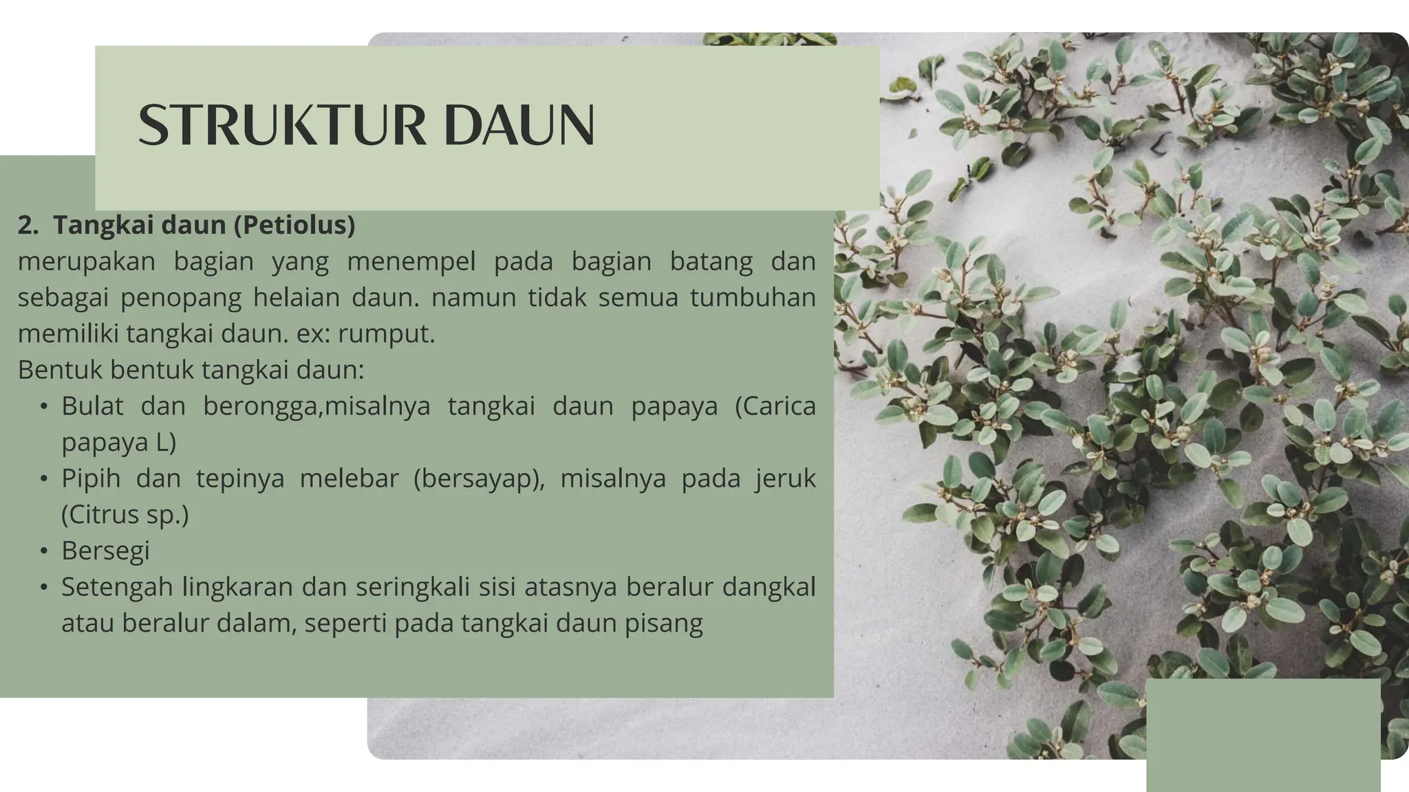 PPT Botani Tentang Daun Yang Membahas Struktur DAun, Bentuk Daun dll | PPTX