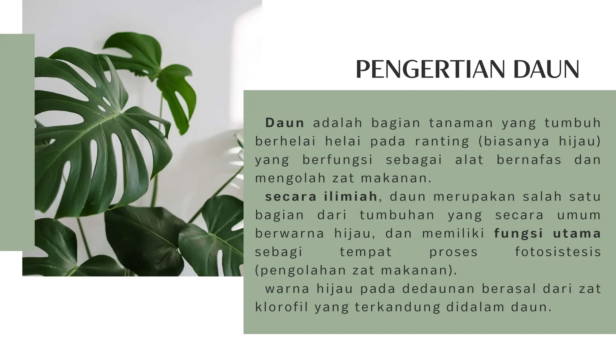PPT Botani Tentang Daun Yang Membahas Struktur DAun, Bentuk Daun dll | PPTX