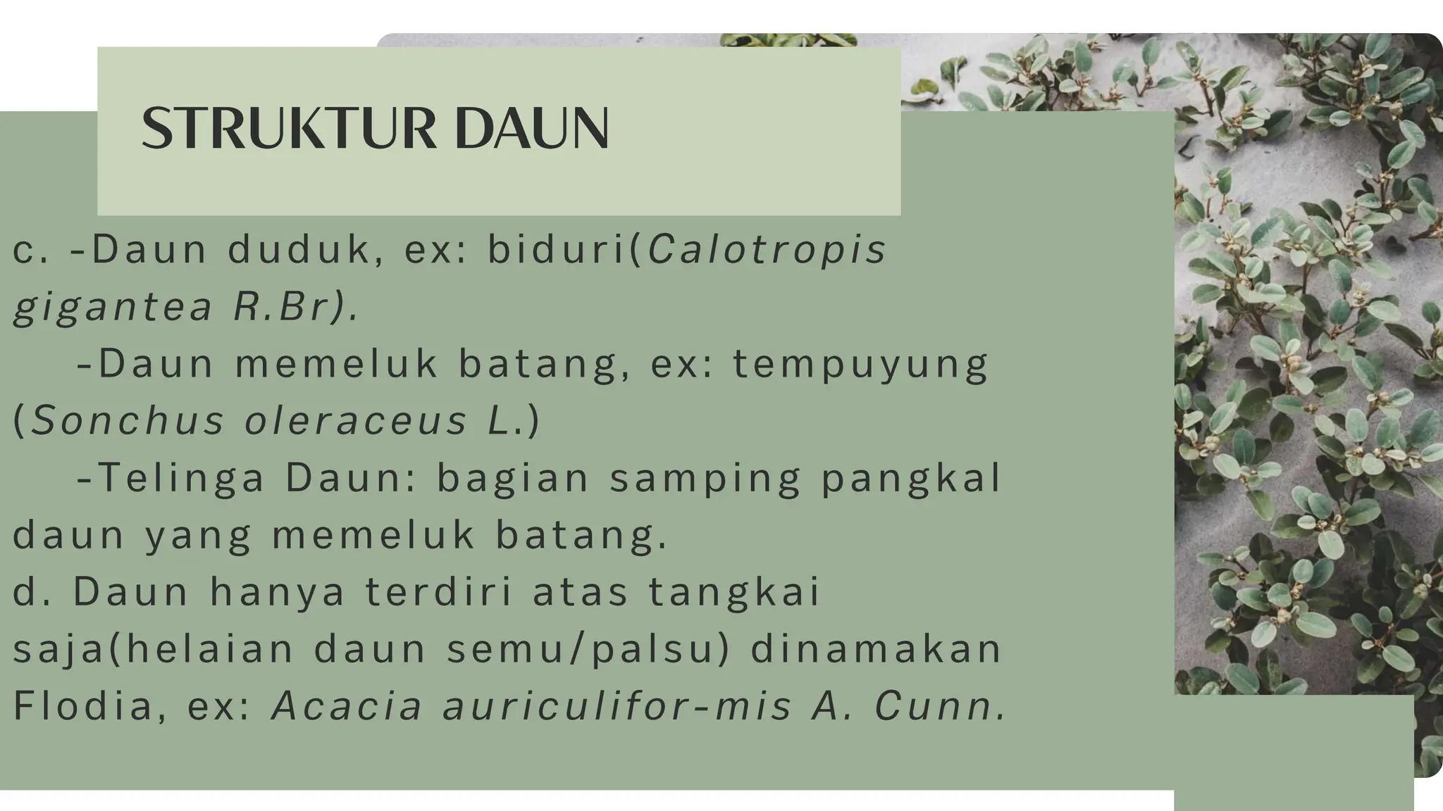 PPT Botani Tentang Daun Yang Membahas Struktur DAun, Bentuk Daun dll | PPTX