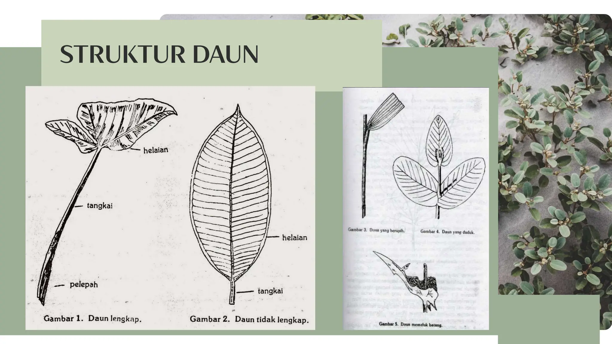 PPT Botani Tentang Daun Yang Membahas Struktur DAun, Bentuk Daun dll | PPTX