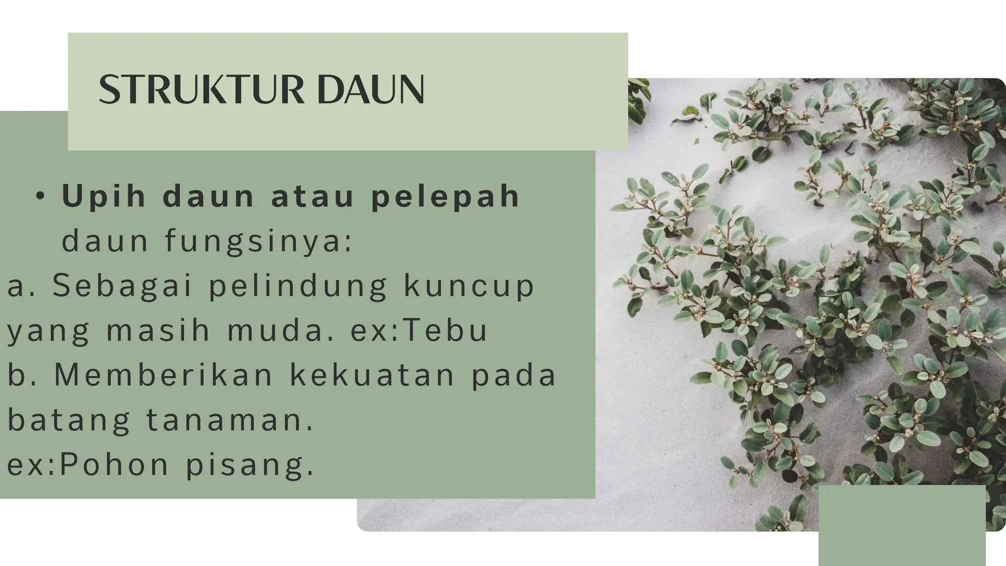 PPT Botani Tentang Daun Yang Membahas Struktur DAun, Bentuk Daun dll | PPTX