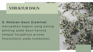 PPT Botani Tentang Daun Yang Membahas Struktur DAun, Bentuk Daun dll | PPTX