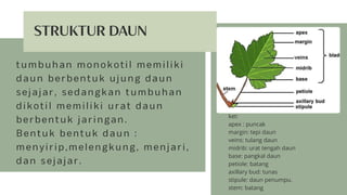 PPT Botani Tentang Daun Yang Membahas Struktur DAun, Bentuk Daun dll | PPTX