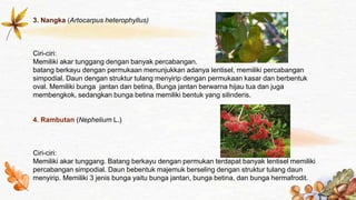 PPT Botani Kelompok 9.pptx