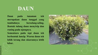 PPT BOTANI TANAMAN TEH KELOMPOK 1 GOL_C[1].pptx