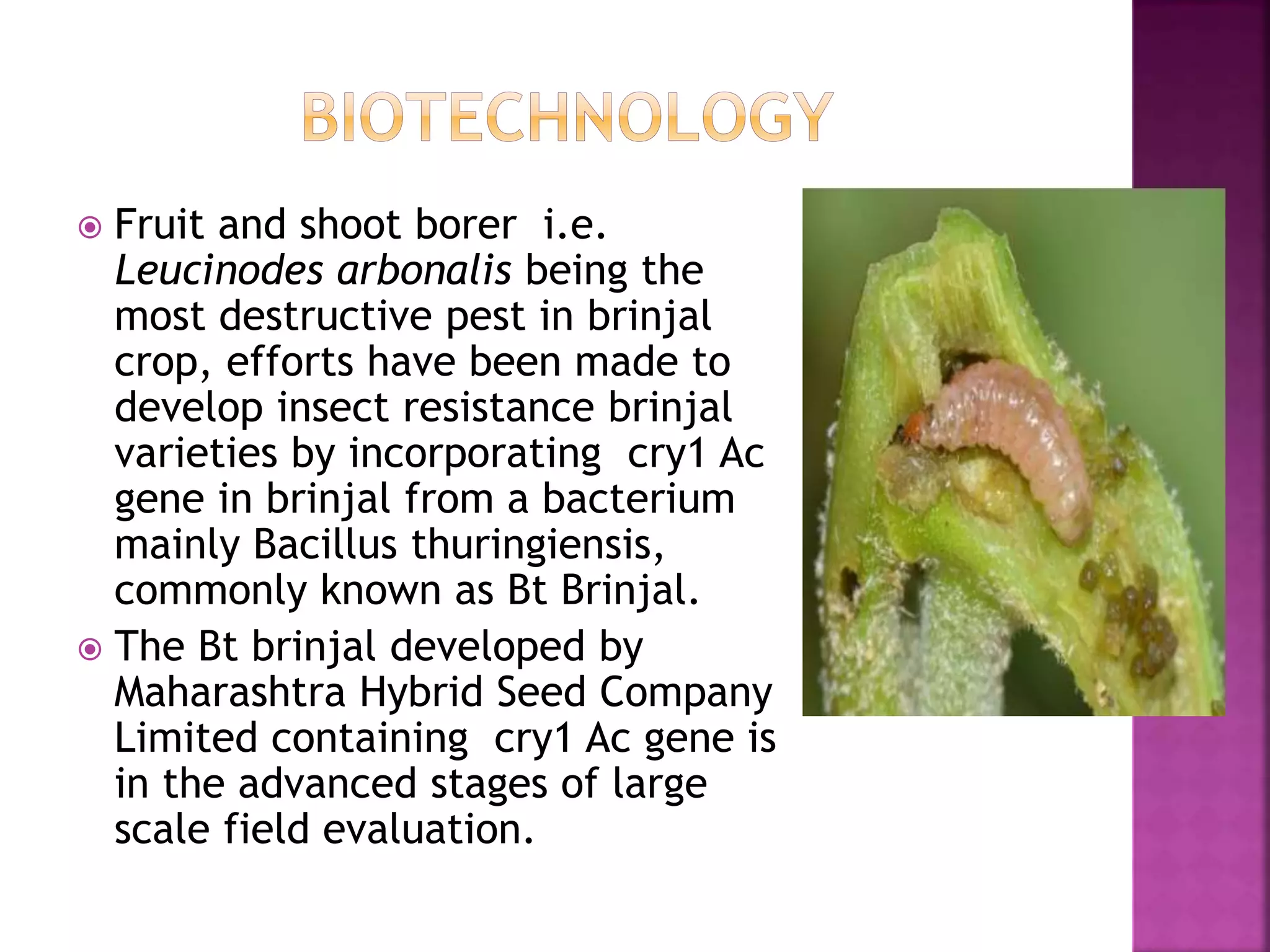 Presentation on Brinjal Breeding | PPTX