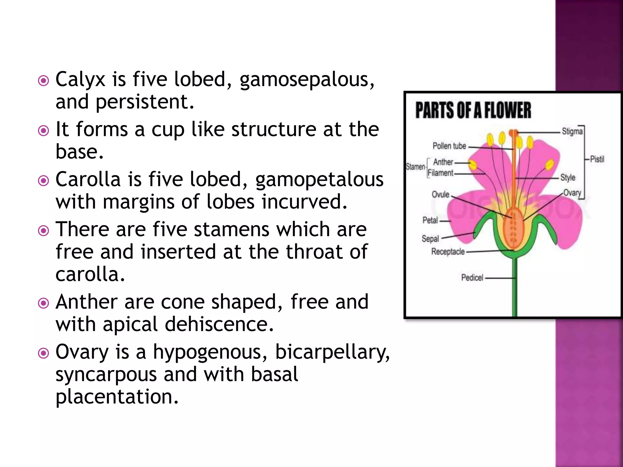 Presentation on Brinjal Breeding | PPTX